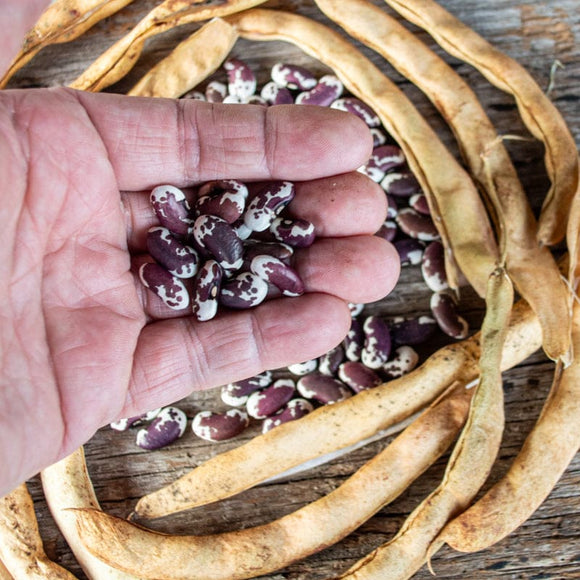 1500 Year Old Cave Pole Bean (90 Days) – Pinetree Garden Seeds