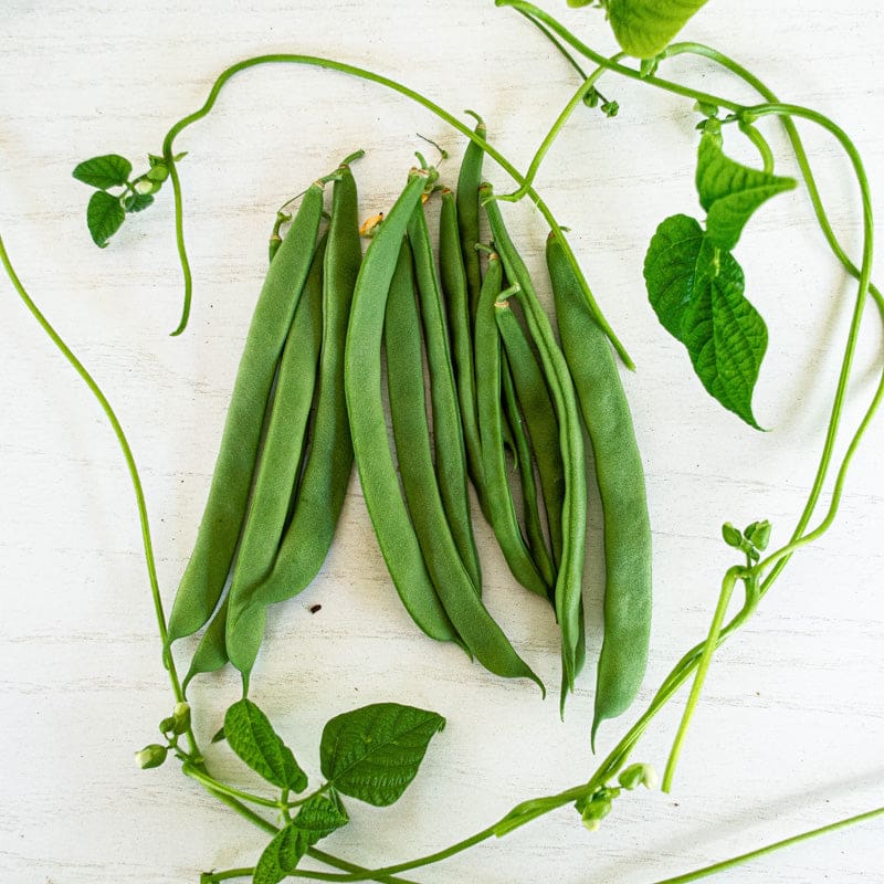 1500 Year Old Cave Pole Bean (90 Days) – Pinetree Garden Seeds