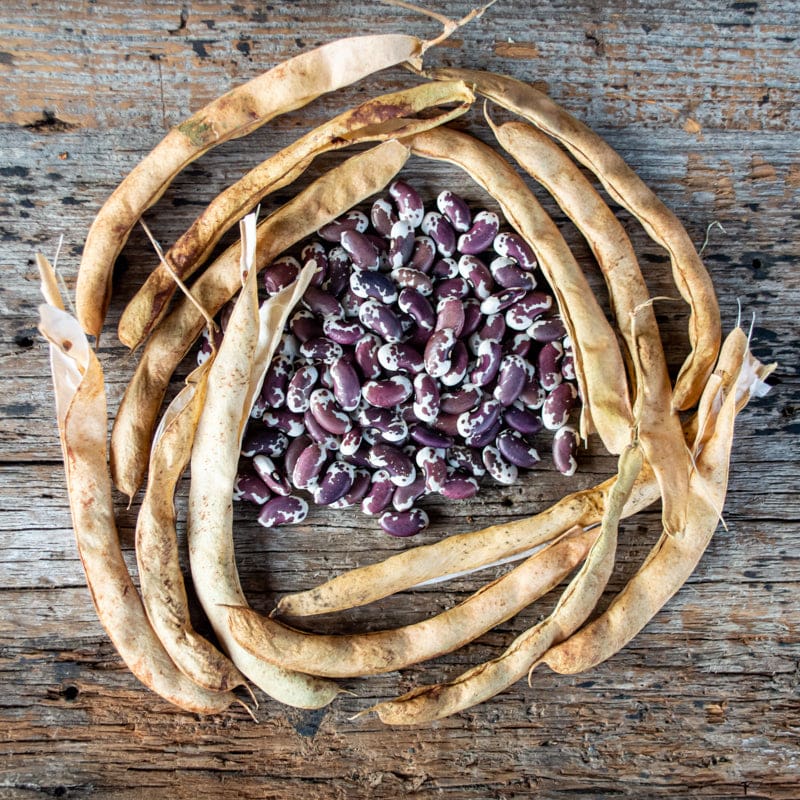 1500 Year Old Cave Pole Bean (90 Days) – Pinetree Garden Seeds