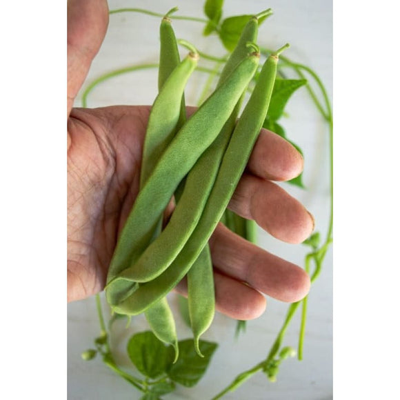 1500 Year Old Cave Pole Bean (90 Days) – Pinetree Garden Seeds