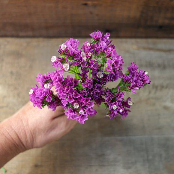 Twilight Lavender Statice – Pinetree Garden Seeds