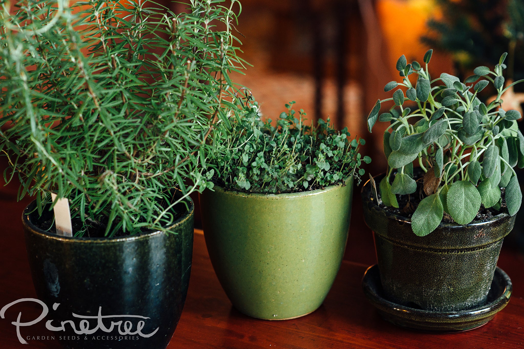 Bush Basil