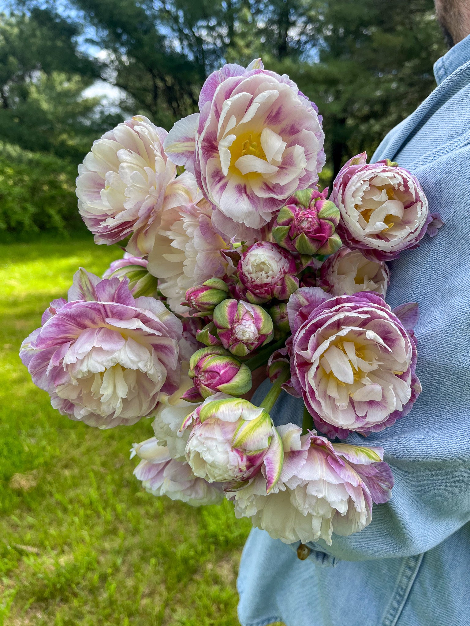 Zucchetta Tromboncino Summer Squash (Heirloom, 60 Days) – Pinetree ...