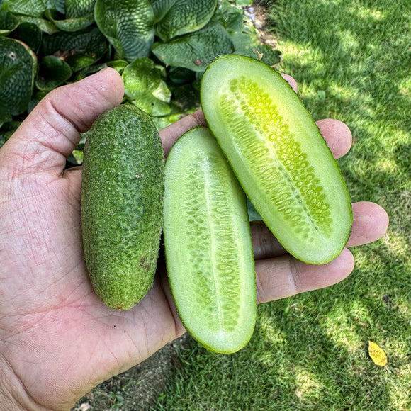 Adam Cucumber (Organic F1 Hybrid 48 Days) – Pinetree Garden Seeds