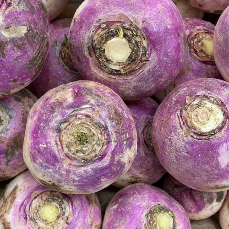 American Purple Top Rutabaga (100 Days) – Pinetree Garden Seeds