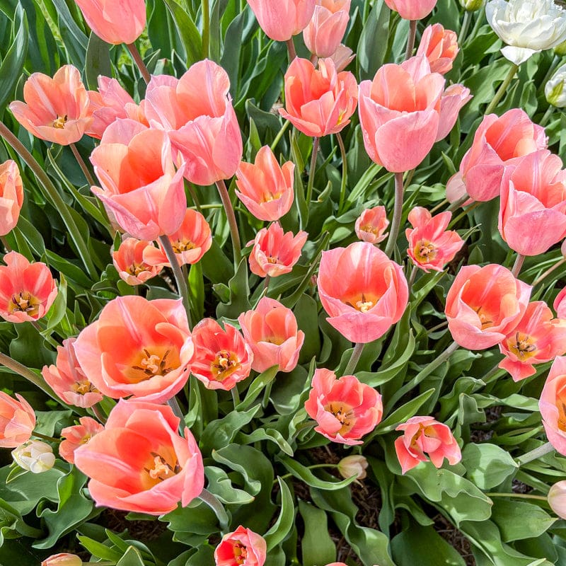 Apricot Beauty Tulip – Pinetree Garden Seeds