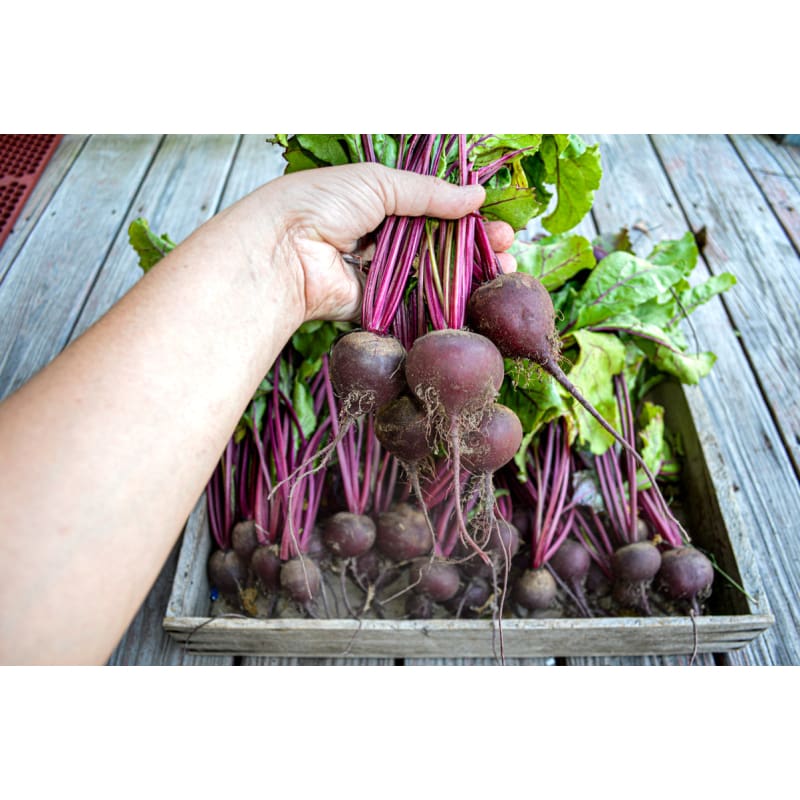 Babybeat Beet (40 Days) – Pinetree Garden Seeds