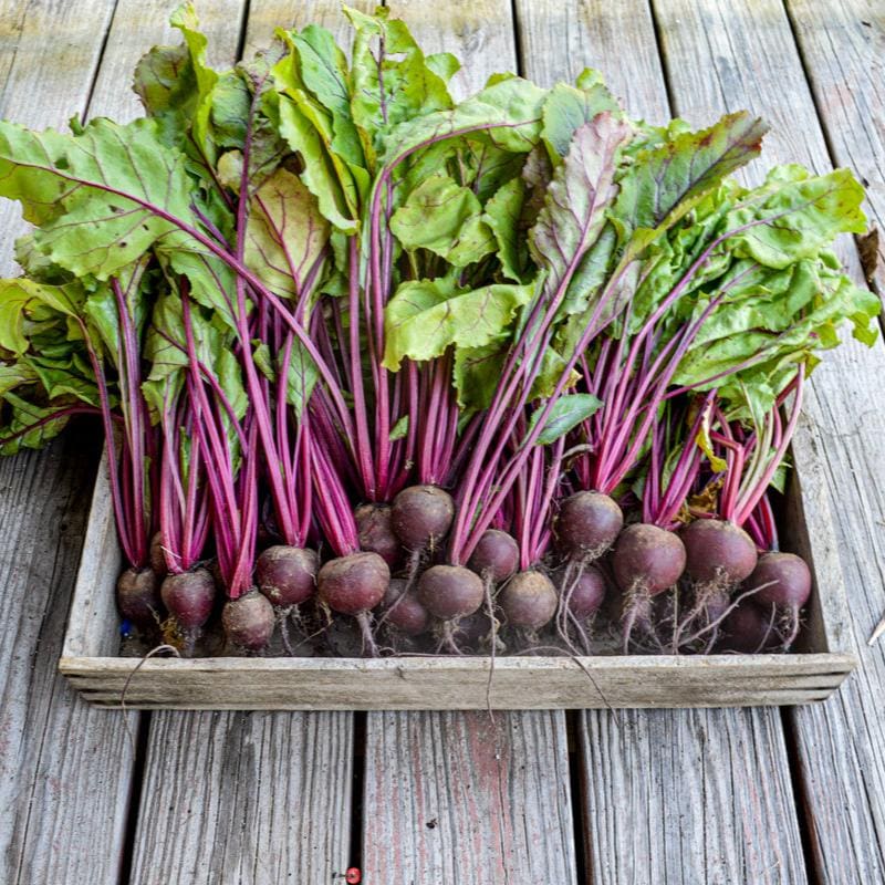 Babybeat Beet (40 Days) – Pinetree Garden Seeds