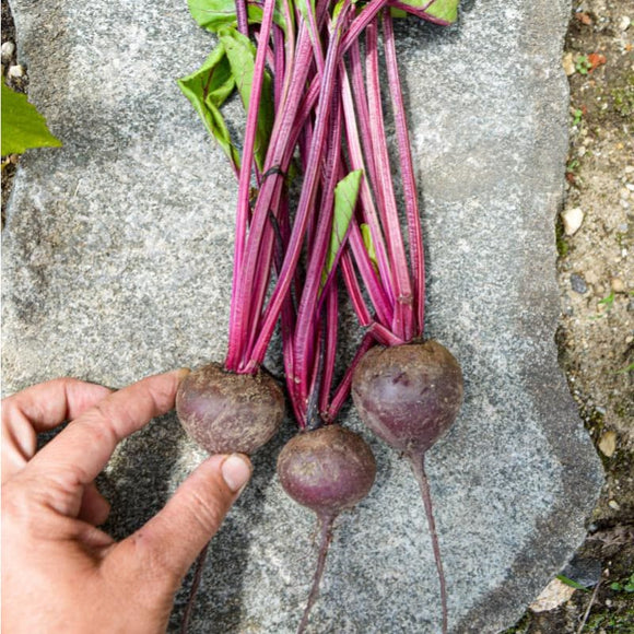 Babybeat Beet (40 Days) – Pinetree Garden Seeds