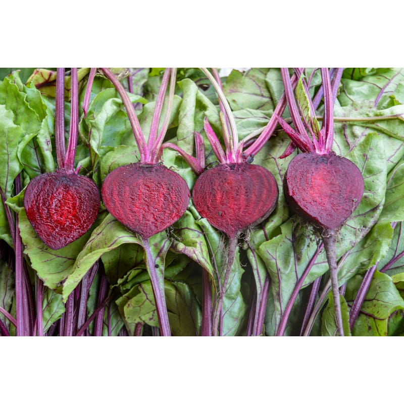 Babybeat Beet (40 Days) – Pinetree Garden Seeds