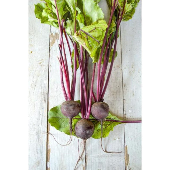 Babybeat Beet (40 Days) – Pinetree Garden Seeds