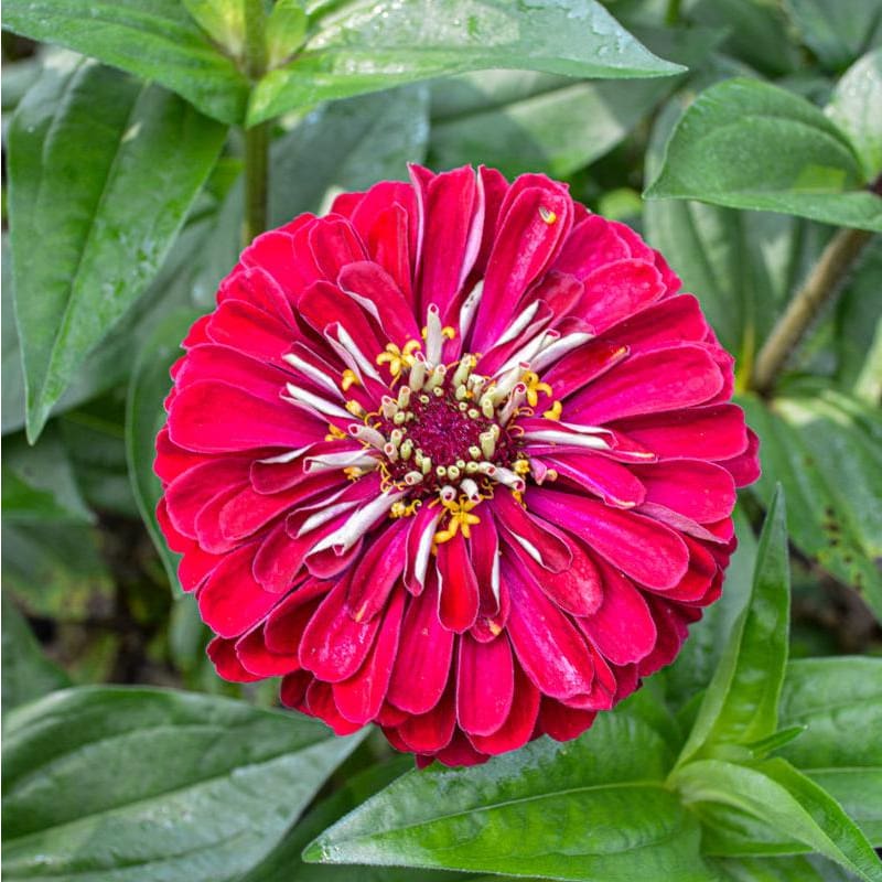 Benary's Giant Deep Red Zinnia – Pinetree Garden Seeds