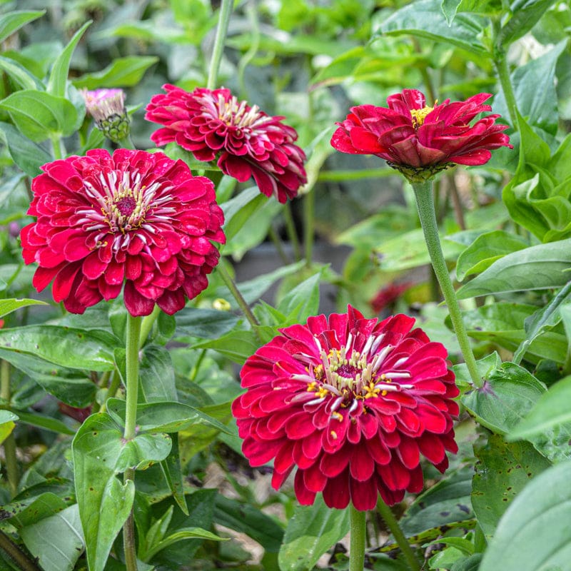 Benary's Giant Deep Red Zinnia – Pinetree Garden Seeds