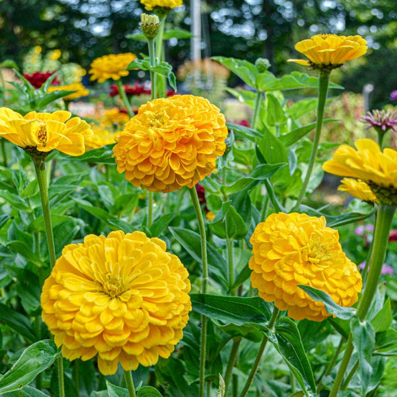 Benary's Giant Golden Yellow Zinnia – Pinetree Garden Seeds