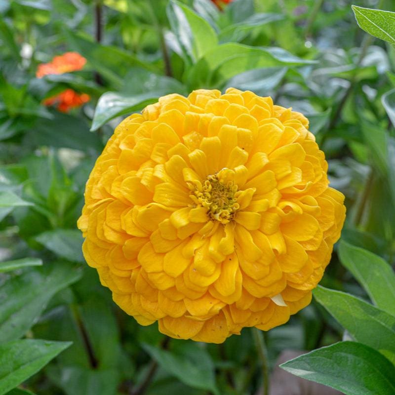 Benary's Giant Golden Yellow Zinnia – Pinetree Garden Seeds