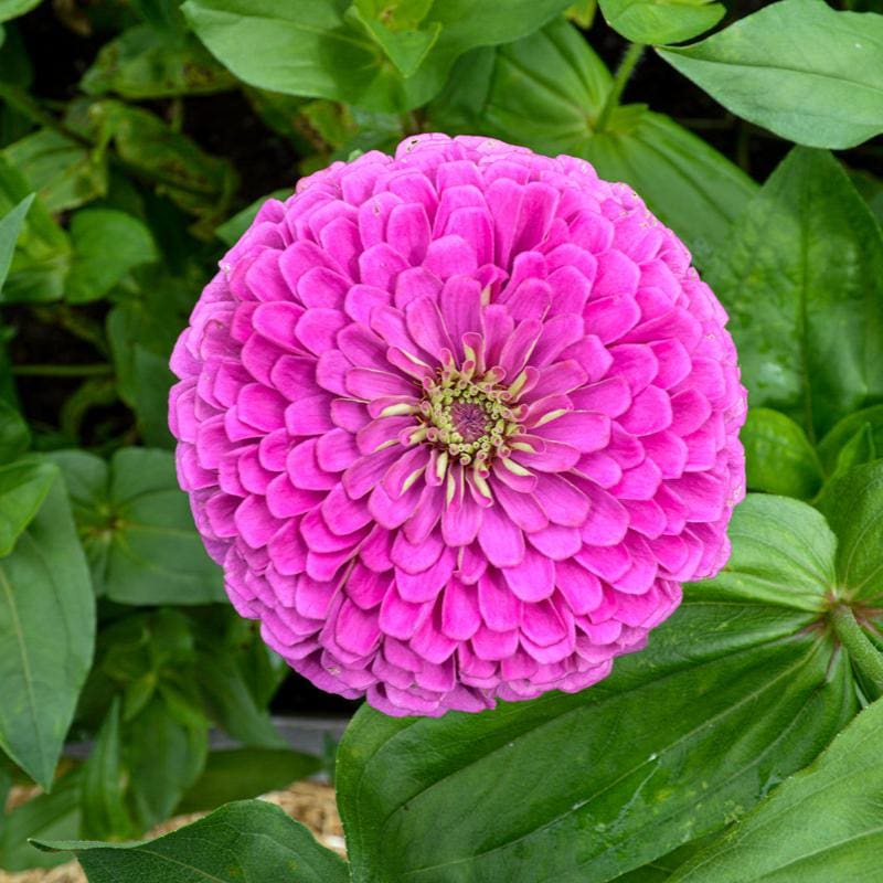 Benary's Giant Lilac Zinnia – Pinetree Garden Seeds
