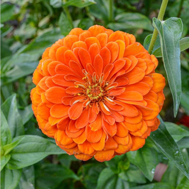Benary's Giant Orange Zinnia – Pinetree Garden Seeds