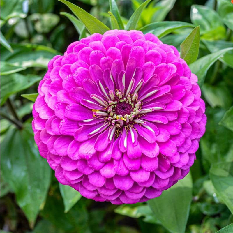Benary's Giant Purple Zinnia – Pinetree Garden Seeds