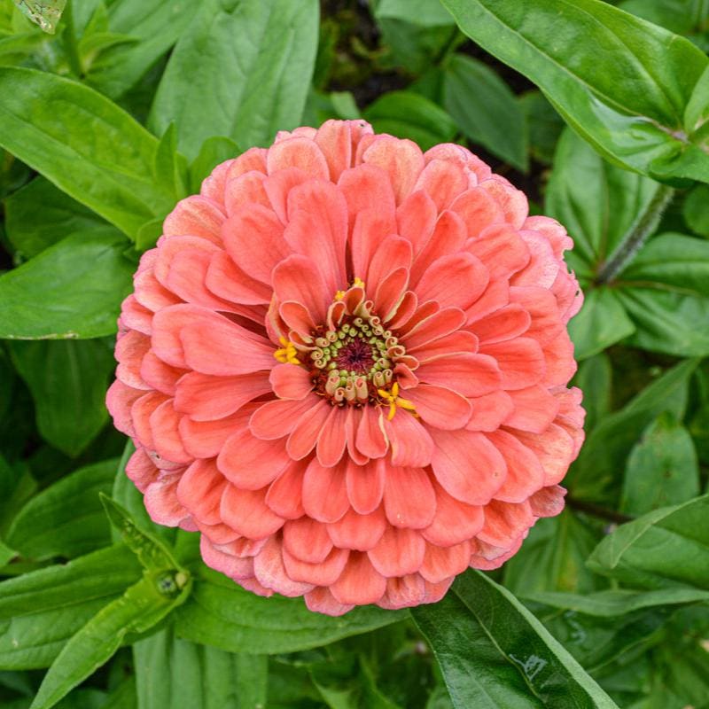 Benary's Giant Salmon Rose Zinnia – Pinetree Garden Seeds
