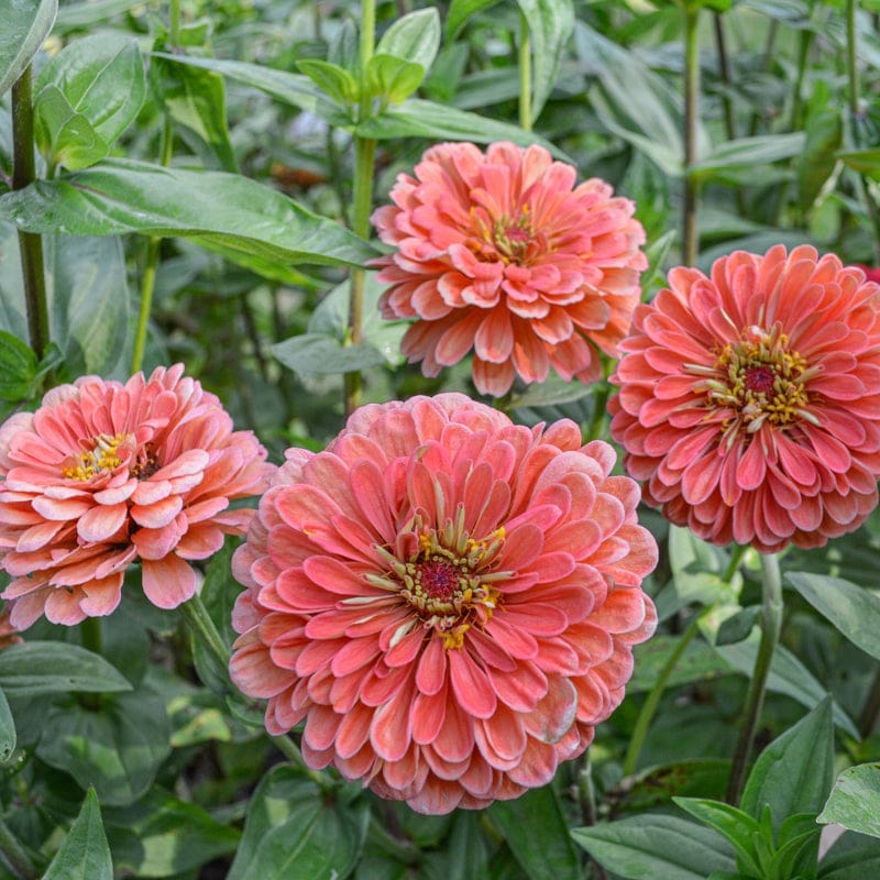 Benary's Giant Salmon Rose Zinnia – Pinetree Garden Seeds