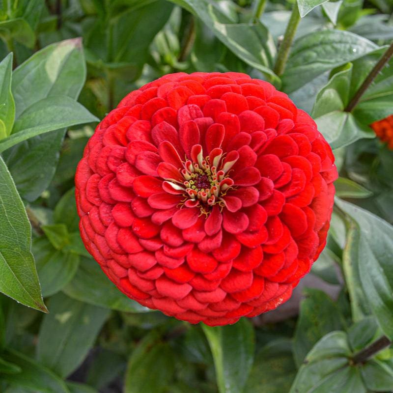 Benary's Giant Scarlet Zinnia – Pinetree Garden Seeds