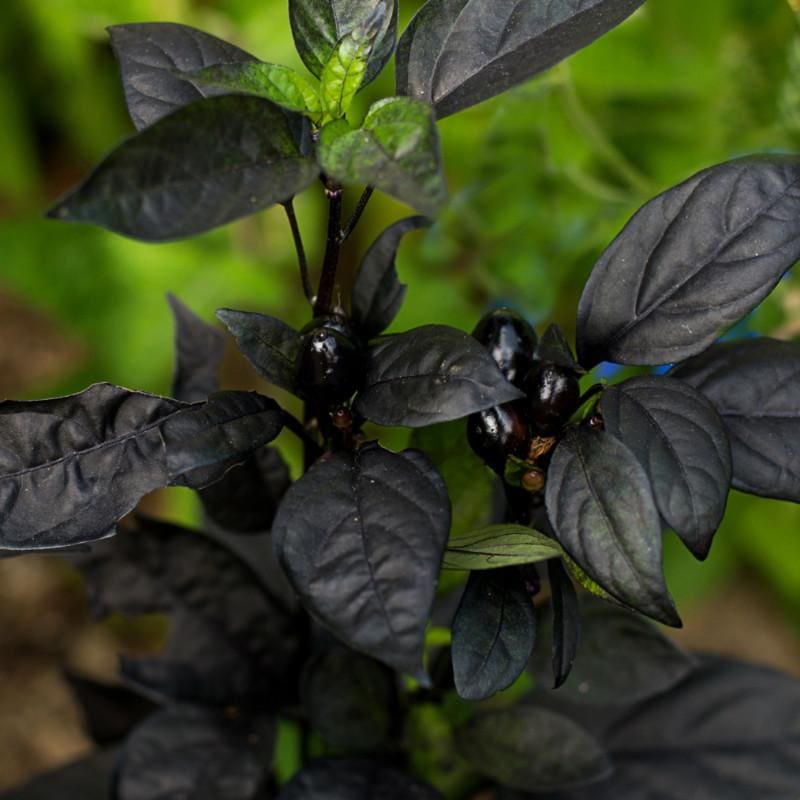 Black Pearl Ornamental Pepper – Pinetree Garden Seeds