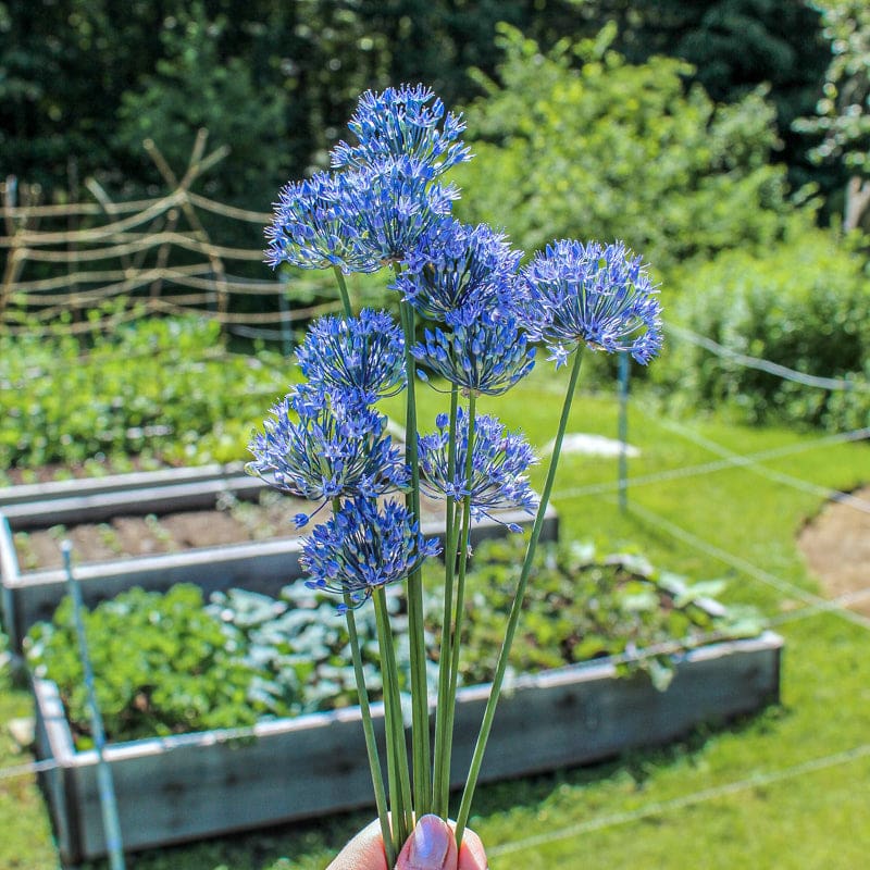Blue Allium – Pinetree Garden Seeds