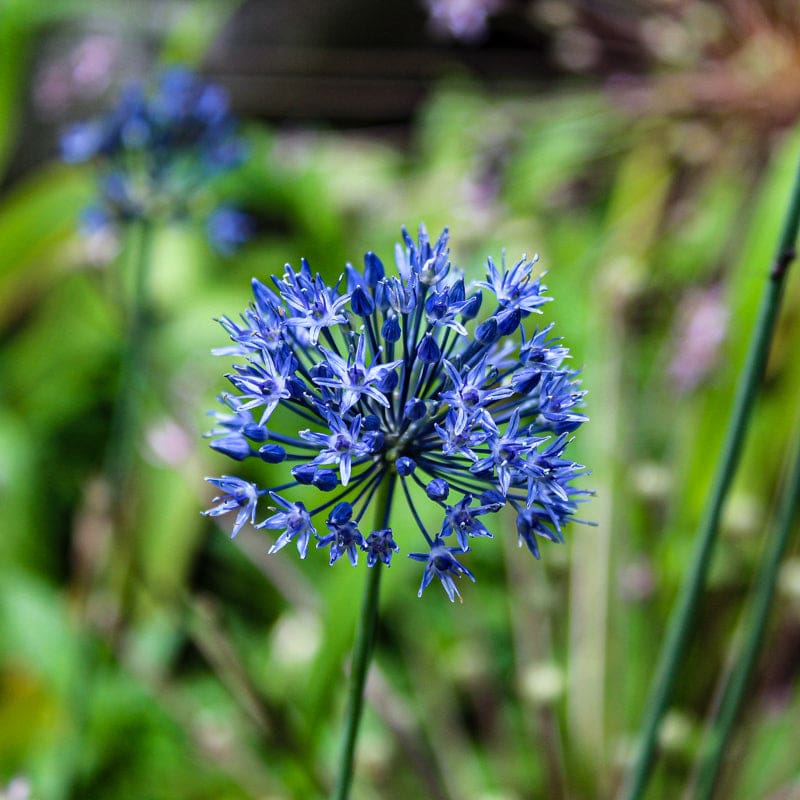 Blue Allium – Pinetree Garden Seeds