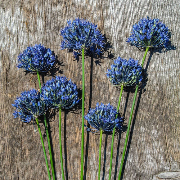 Blue Allium – Pinetree Garden Seeds