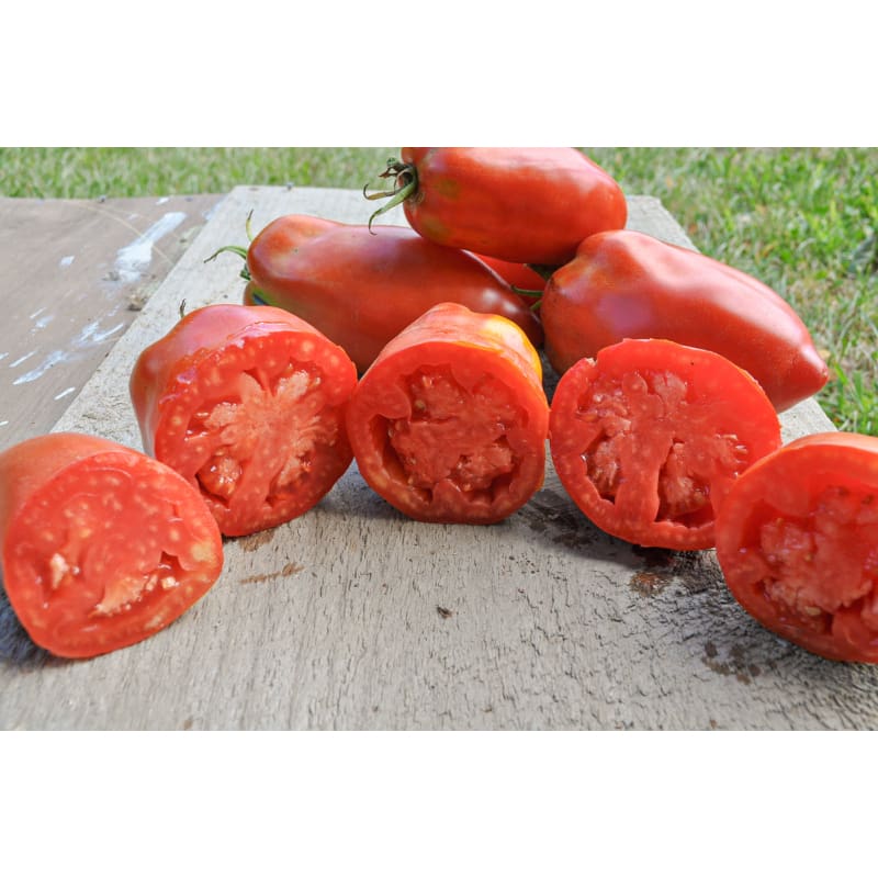Blue Beech Tomato (Organic 85 Days) – Pinetree Garden Seeds