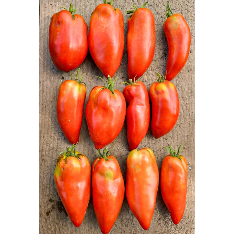 Blue Beech Tomato (Organic 85 Days) – Pinetree Garden Seeds