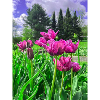 Fall Bulbs – Pinetree Garden Seeds