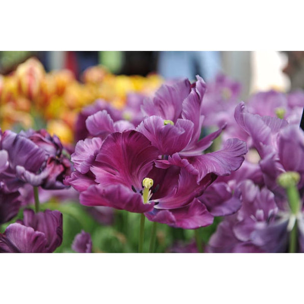 Fall Bulbs – Pinetree Garden Seeds