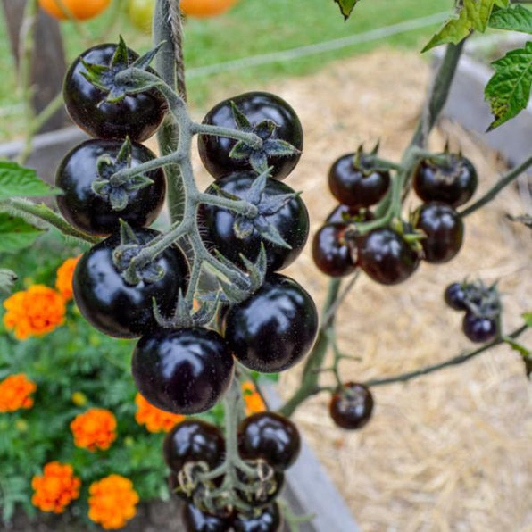 Tomato Seeds - Heirloom & Organic Varieties | Pinetree Garden Seeds – Page
