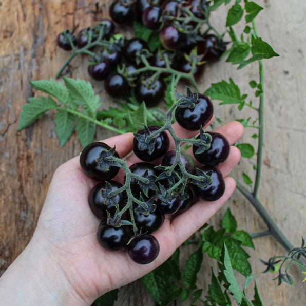 Tomato Seeds - Heirloom & Organic Varieties | Pinetree Garden Seeds – Page
