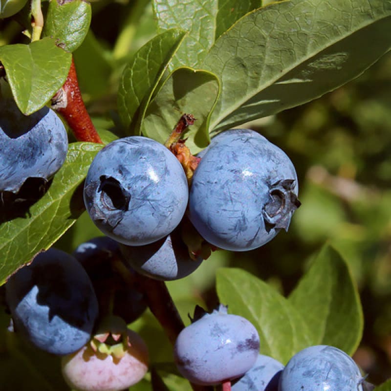 Blueberry 'Blue Ray' – Pinetree Garden Seeds
