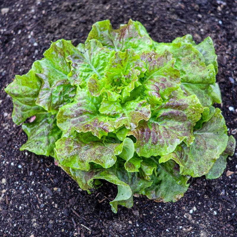 Bronze Mignonette Lettuce (53 Days) – Pinetree Garden Seeds
