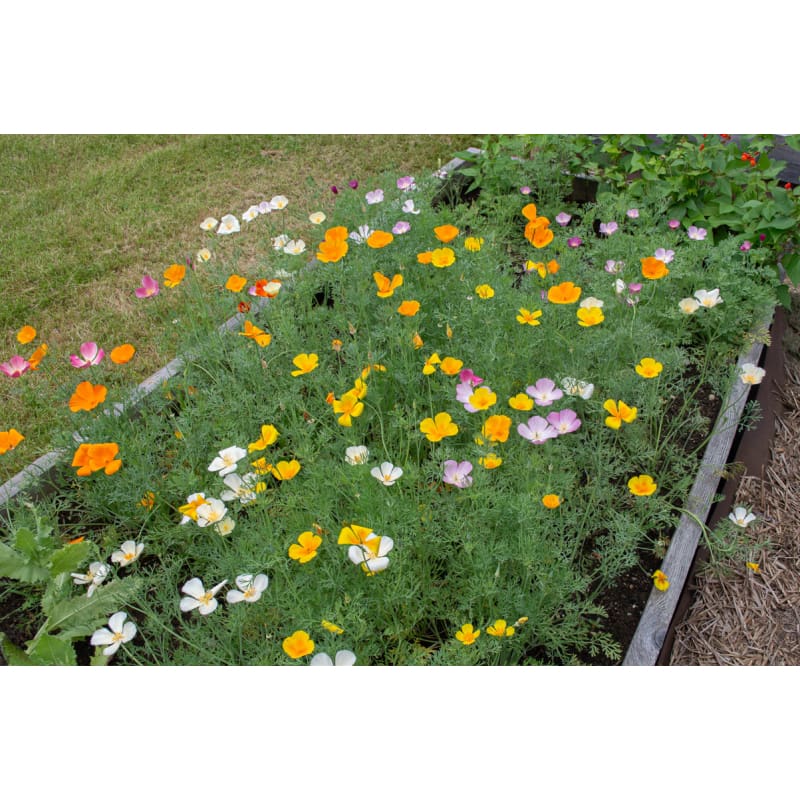 California Mix Poppy – Pinetree Garden Seeds