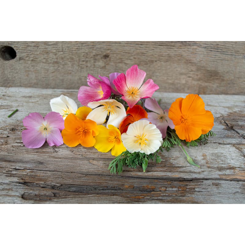 California Mix Poppy – Pinetree Garden Seeds