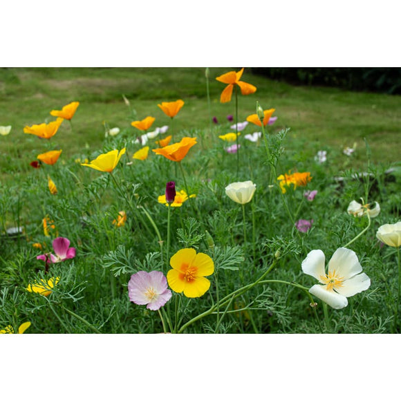California Mix Poppy – Pinetree Garden Seeds