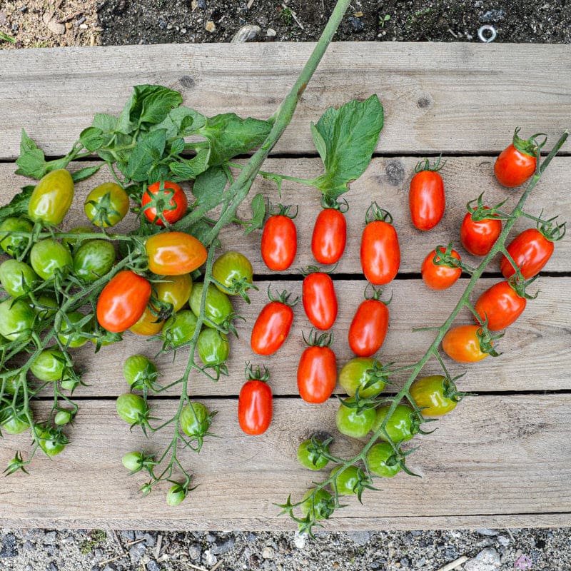 Candy Bell Tomato (F1 Hybrid 65 Days) – Pinetree Garden Seeds
