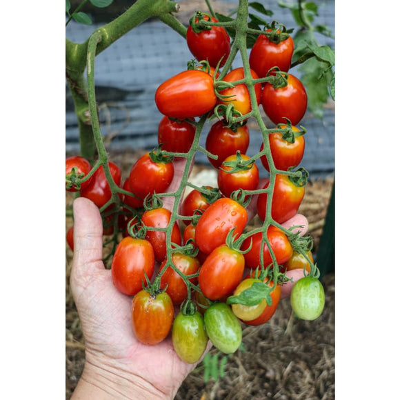 Candy Bell Tomato (F1 Hybrid 65 Days) – Pinetree Garden Seeds