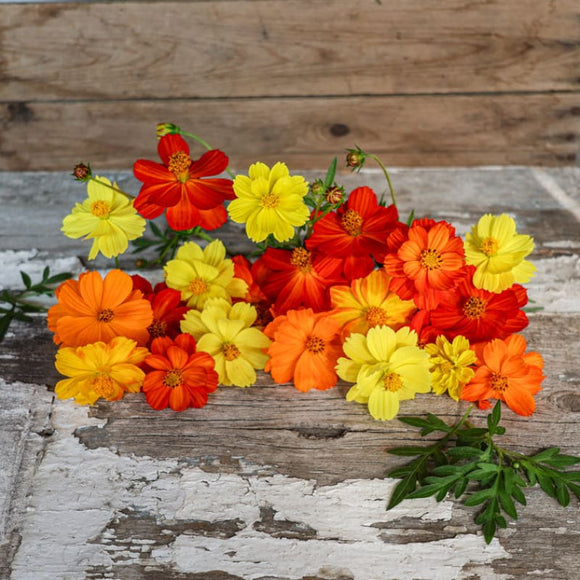 Carpet Mix Cosmos – Pinetree Garden Seeds