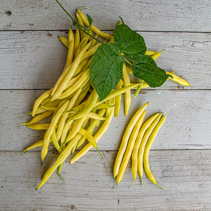 Carson Yellow Bush Bean (52 days) – Pinetree Garden Seeds