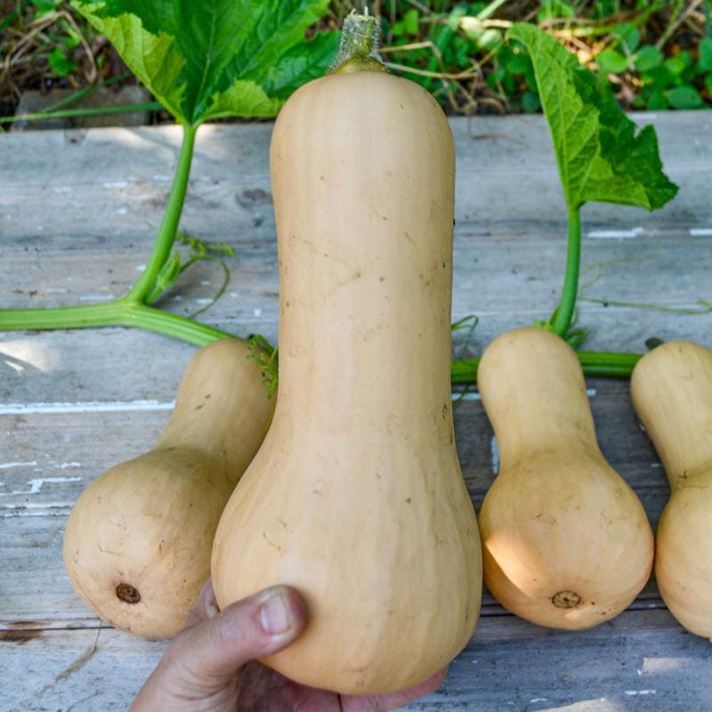 Ceres Butternut Winter Squash (F1 Hybrid 95 Days) – Pinetree Garden Seeds