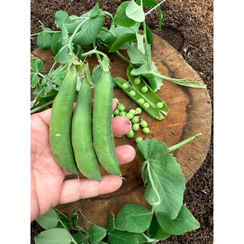 Champion of England Pea (Heirloom 70 Days) – Pinetree Garden Seeds