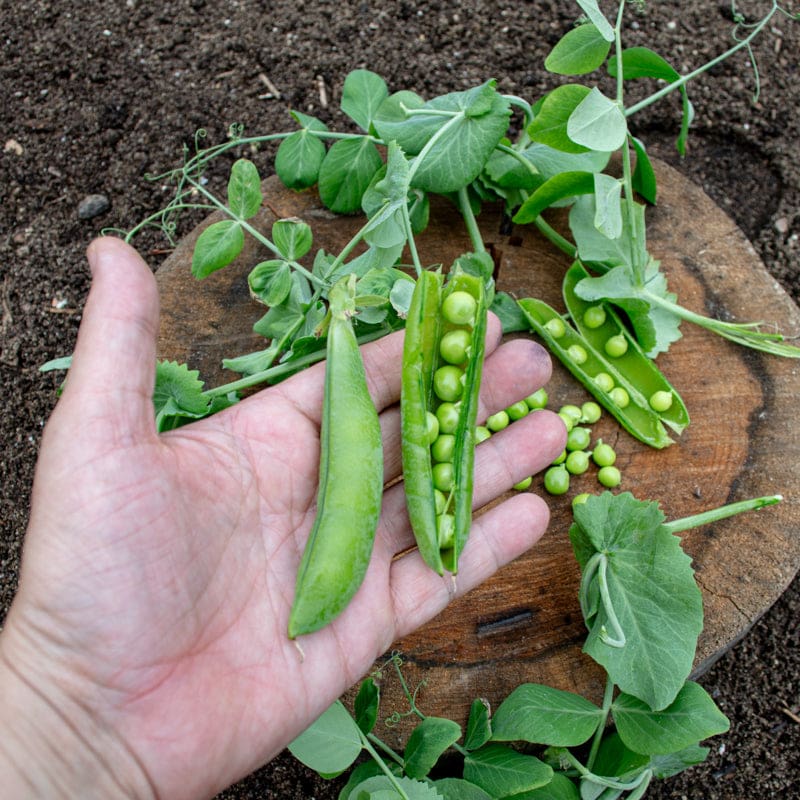 Champion of England Pea (Heirloom 70 Days) – Pinetree Garden Seeds