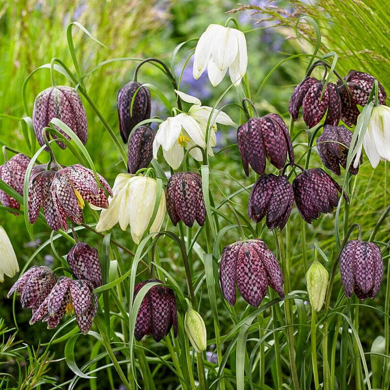 Checker Lily Mix Fritillaria – Pinetree Garden Seeds