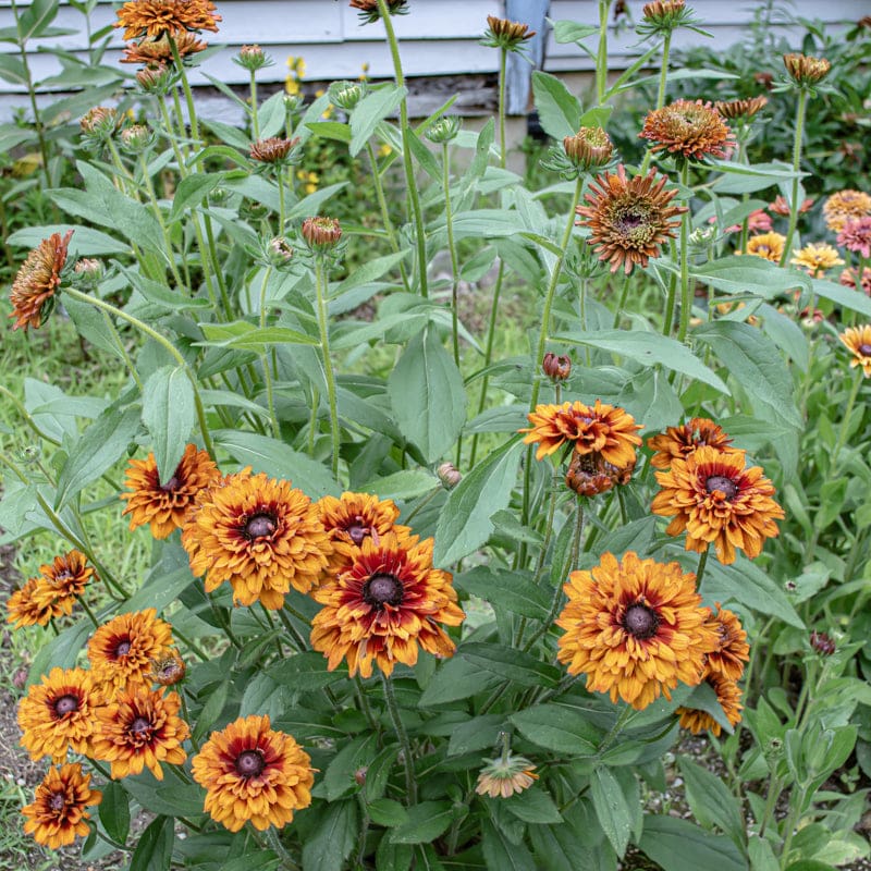 Cherokee Sunset Rudbeckia – Pinetree Garden Seeds