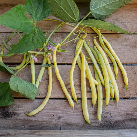 Cherokee Wax Bush Bean (55 Days) – Pinetree Garden Seeds